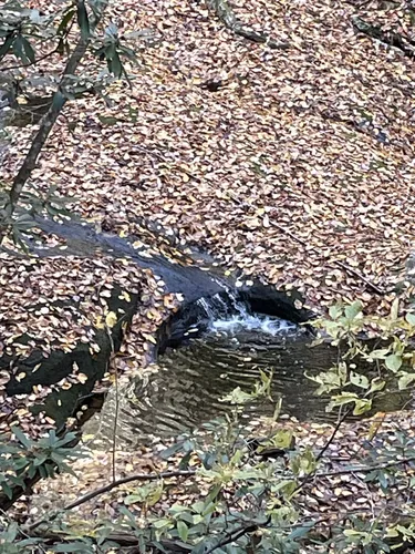 2023 Best No Dogs Trails in Eolia | AllTrails