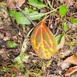 Mountain Tea State Forest Cabin and Pond, Indiana - 182 Reviews, Map ...
