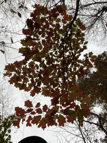 Best Hikes and Trails in Margo Frankel Woods State Park | AllTrails