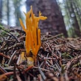 Fernworthy Reservoir Circular, Devon, England - 82 Reviews, Map | AllTrails