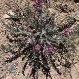 Miller Point and Juniper Draw Loop, Nevada - 127 Reviews, Map | AllTrails
