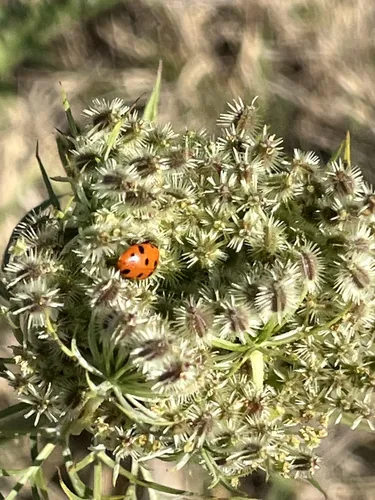 Best Hikes and Trails in Key Cave National Wildlife Refuge | AllTrails