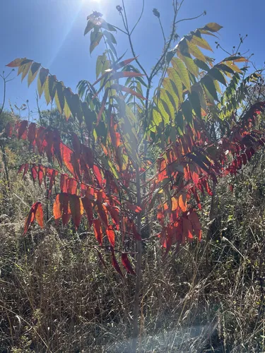 Best Hikes and Trails in Key Cave National Wildlife Refuge | AllTrails