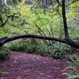 Simpson-Reed Trail, California - 998 Reviews, Map | AllTrails