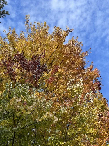 Best Hikes and Trails in Stanton Woods Park | AllTrails