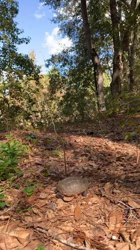 Best Hikes and Trails in Gum Root Park | AllTrails