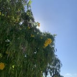 Mission Oaks Community Park Trail, California - 243 Reviews, Map ...