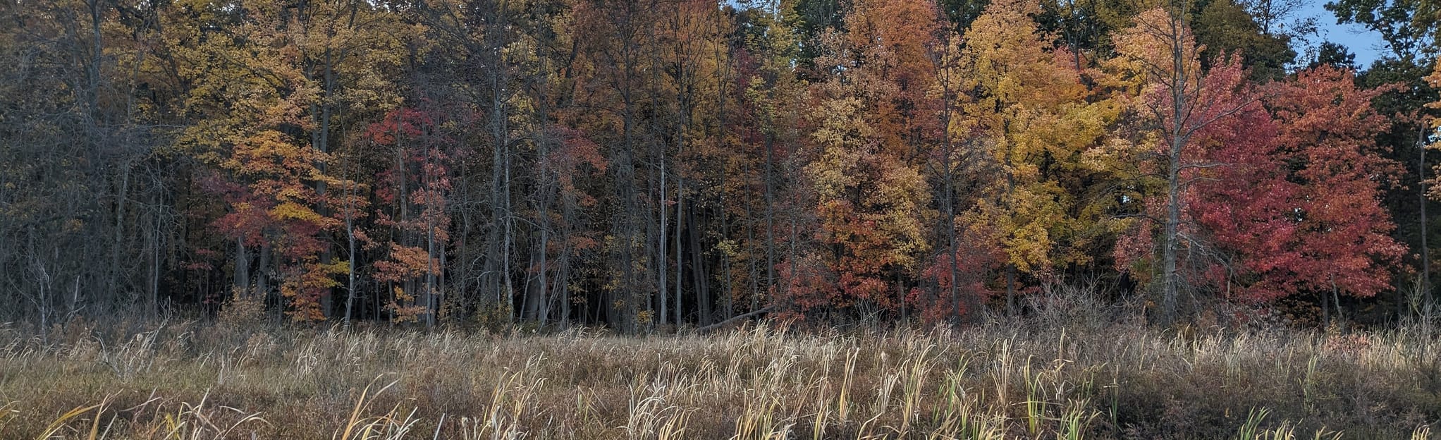 Bishop's Bog Trail, Michigan - 149 Reviews, Map | AllTrails