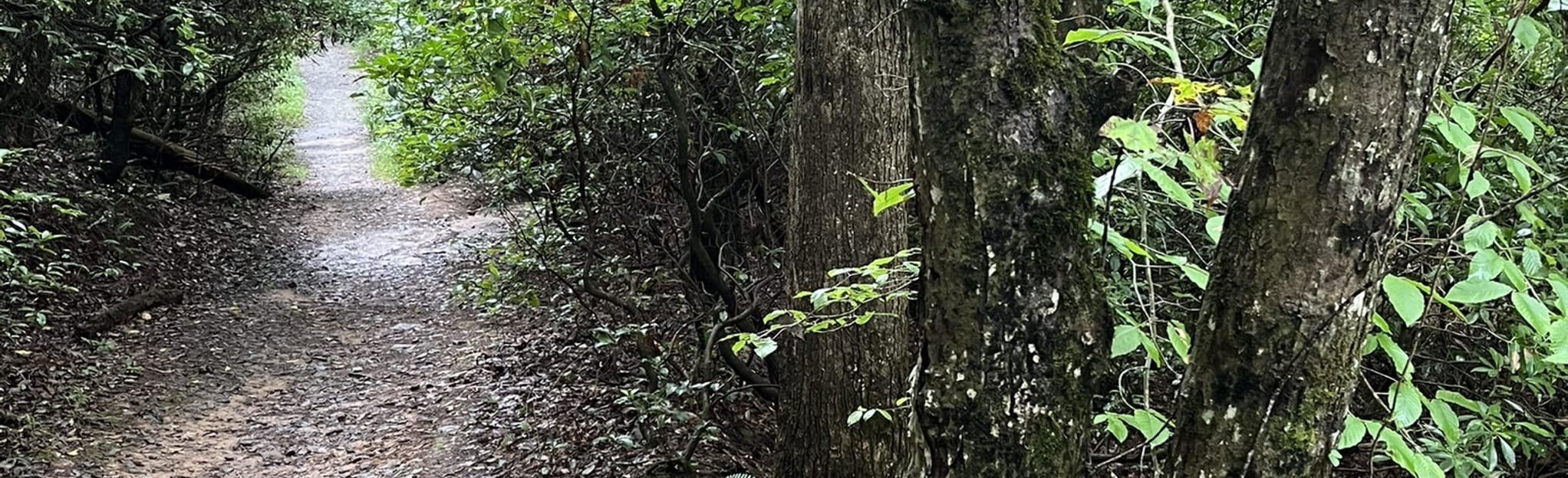 Long Branch Loop Trail, Georgia - 2,006 Reviews, Map | AllTrails