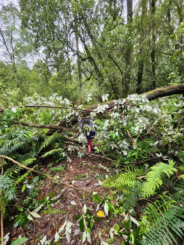 Best Hikes and Trails in Mount Worth State Park | AllTrails
