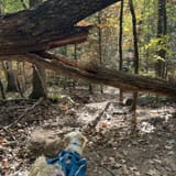 Forty Acre Rock Trail, South Carolina - 518 Reviews, Map | AllTrails