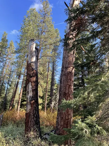 Best Hikes and Trails in Metolius Preserve | AllTrails