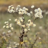 Pase Point Trail, West Virginia - 254 Reviews, Map | AllTrails