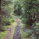 Pase Point Trail, West Virginia - 254 Reviews, Map | AllTrails