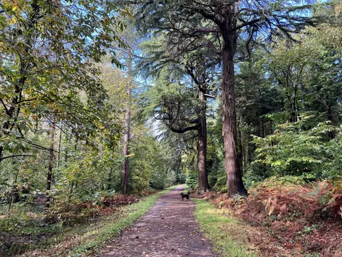 Best Hikes and Trails in Parkhurst Forest | AllTrails