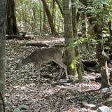 Reef Bay Trail, Saint John, US Virgin Islands - 876 Reviews, Map ...