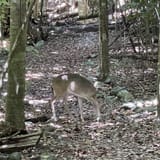 Reef Bay Trail, Saint John, US Virgin Islands - 876 Reviews, Map ...