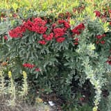 Fullerton Loop Trail, California - 4,865 Reviews, Map | AllTrails