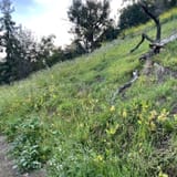 Murphy Ranch Trail , California - 1,307 Reviews, Map | AllTrails