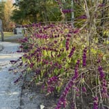 Fonta Flora Trail Loop, North Carolina - 1,490 Reviews, Map | AllTrails