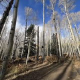 Aspen Nature Loop, Arizona - 2,035 Reviews, Map | AllTrails