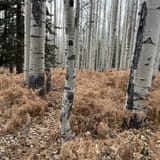 Aspen Nature Loop, Arizona - 2,035 Reviews, Map | AllTrails