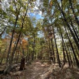 Pigeon Roost Trail, Arkansas - 967 Reviews, Map | AllTrails