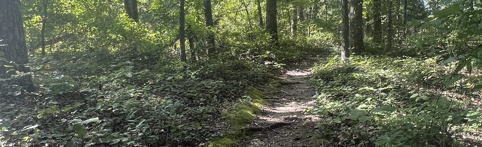 Devil's Backbone Trail: 272 Reviews, Map - Tennessee | AllTrails