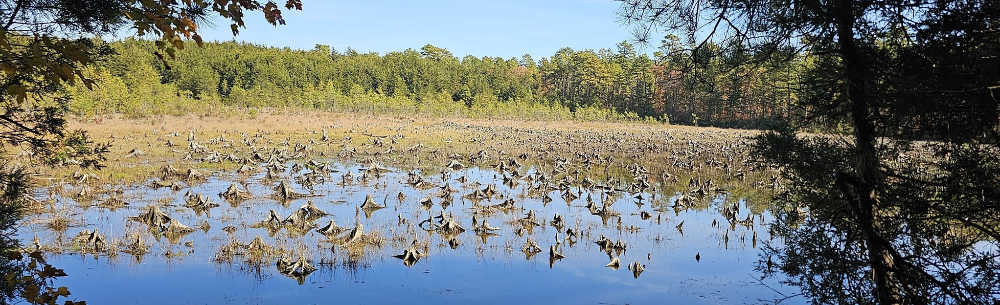 Batona Trail: Rt 563 to Bass River (Southern Trailhead): 585 fotos ...