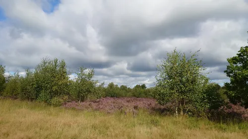 10 Best Forest Trails in Chobham Common | AllTrails