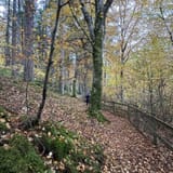 Black Rock Gorge and Evanton Wood, Highlands, Scotland - 27 Reviews ...