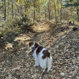 Spruce Mountain via Groom Creek Loop (#307), Arizona - 1,101 Reviews ...