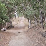 Huckleberry Hill Loop Trail, California - 864 Reviews, Map | AllTrails