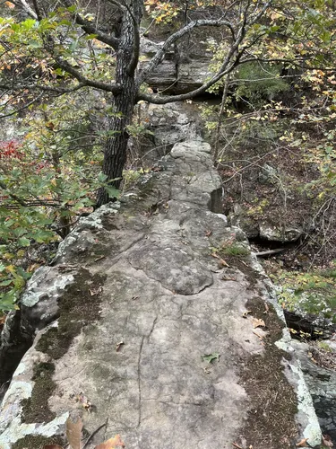 2023 Best Forest Trails in Keystone Ancient Forest | AllTrails