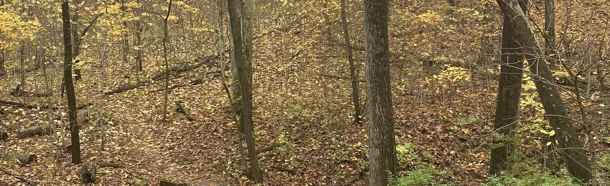 Detweiller Park Loop, Illinois - 93 Reviews, Map | AllTrails