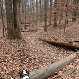 Difficult Run Trail, Virginia - 736 Reviews, Map | AllTrails