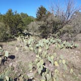 Gorman Falls Trail, Texas - 1,061 Reviews, Map | AllTrails