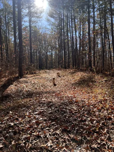 Best Hikes and Trails in North Cypress Lake Recreation Area | AllTrails