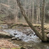 Tracy Ridge Hiking Trail System , Pennsylvania - 310 Reviews, Map ...