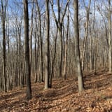 Tracy Ridge Hiking Trail System , Pennsylvania - 349 Reviews, Map ...