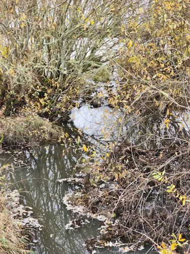 Best Wild Flowers Trails in Alvadore | AllTrails