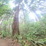 Redwood Loop Track, Otago, New Zealand - 32 Reviews, Map | AllTrails