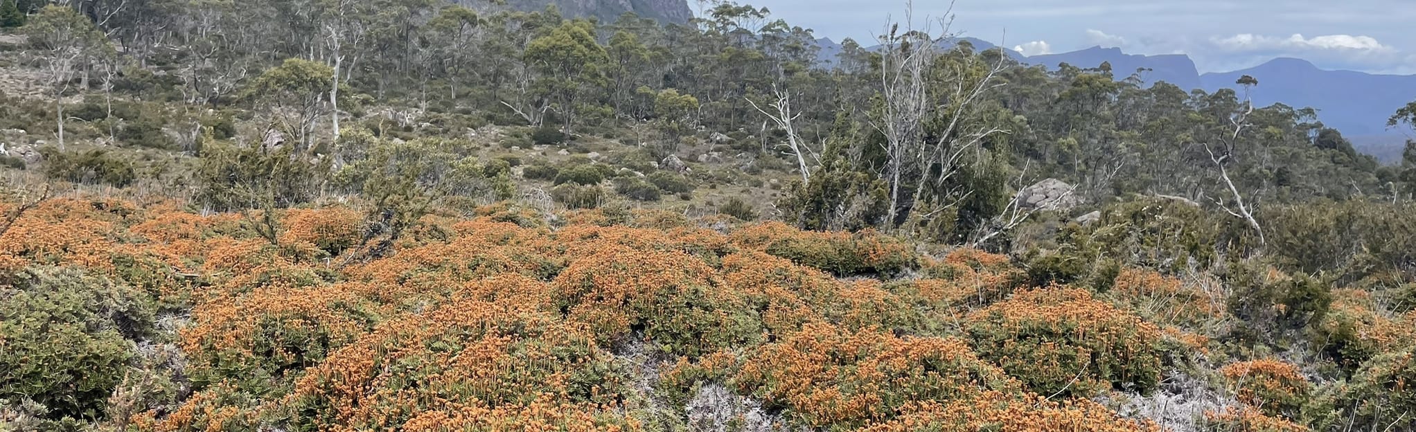 Arm River Track to Basil Steers Hut: 65 Fotos - Tasmanien, Australien ...