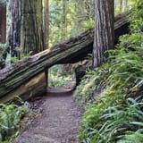Big Tree via Karl Knapp and Cathedral Trees Loop, California - 589 ...