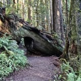 Big Tree via Karl Knapp and Cathedral Trees Loop, California - 589 ...