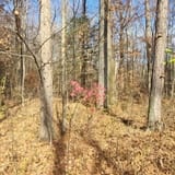 Devil's Racetrack Trail, Tennessee - 579 Reviews, Map | AllTrails