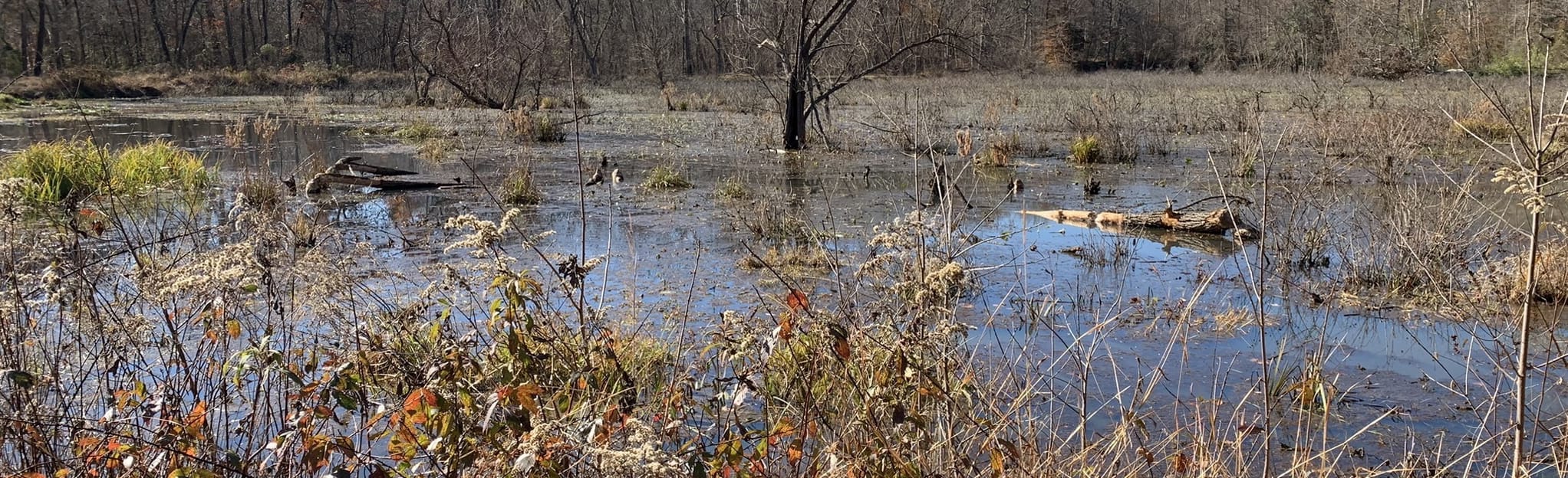 Ward Farm Multi-surface Trail Loop, Maryland - 67 Reviews, Map | AllTrails