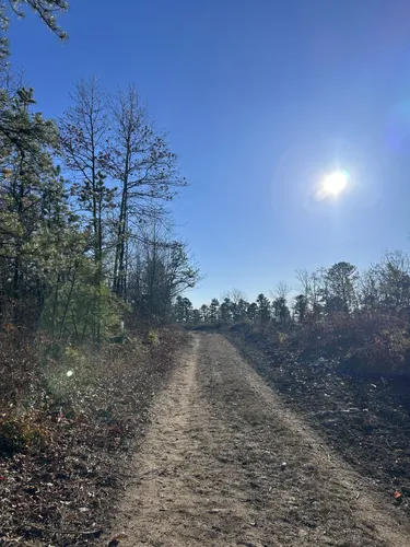 Best Forest Trails in Nesquehoning | AllTrails