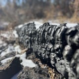 Box Spring via Box Camp Trail, Arizona - 519 Reviews, Map | AllTrails