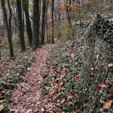 Stringers Ridge via Blue Trail, Tennessee - 1,820 Reviews, Map | AllTrails